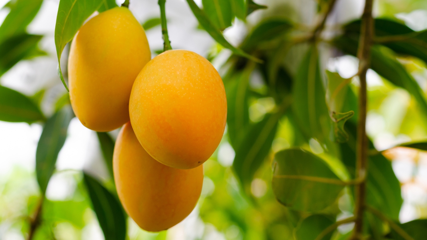 Mango of India - Indo German Spectrum